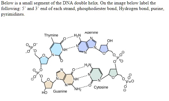 Below is a small segment of the DNA double helix. On the image below ...