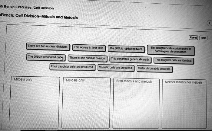 SOLVED: Bench Exercises: Cell Division Bench: Cell Division Mitosis and ...