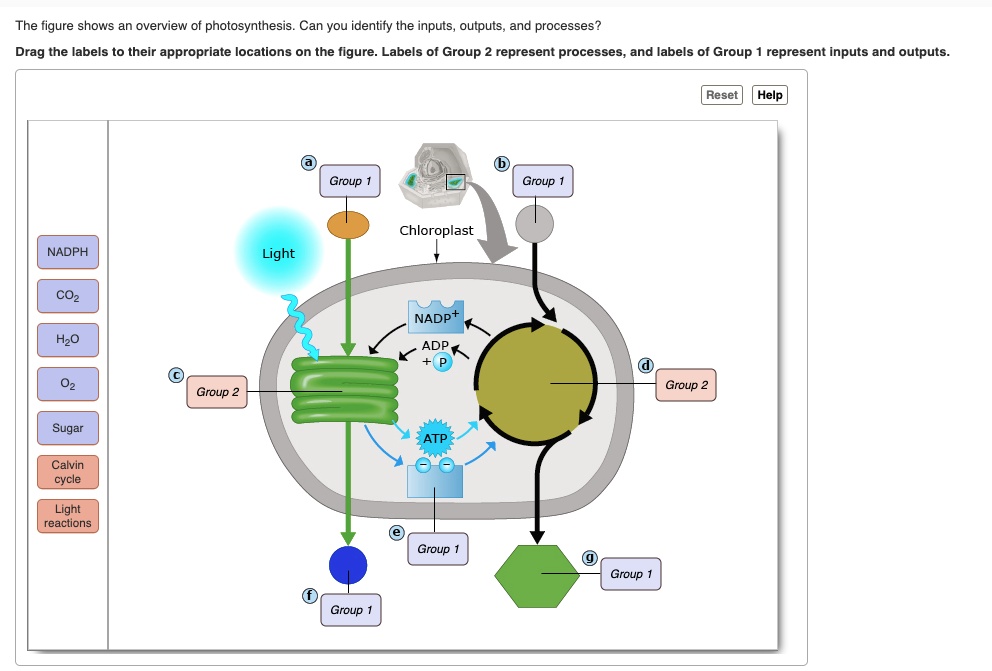 The figure shows an overview of photosynthesis. Can you identify the ...