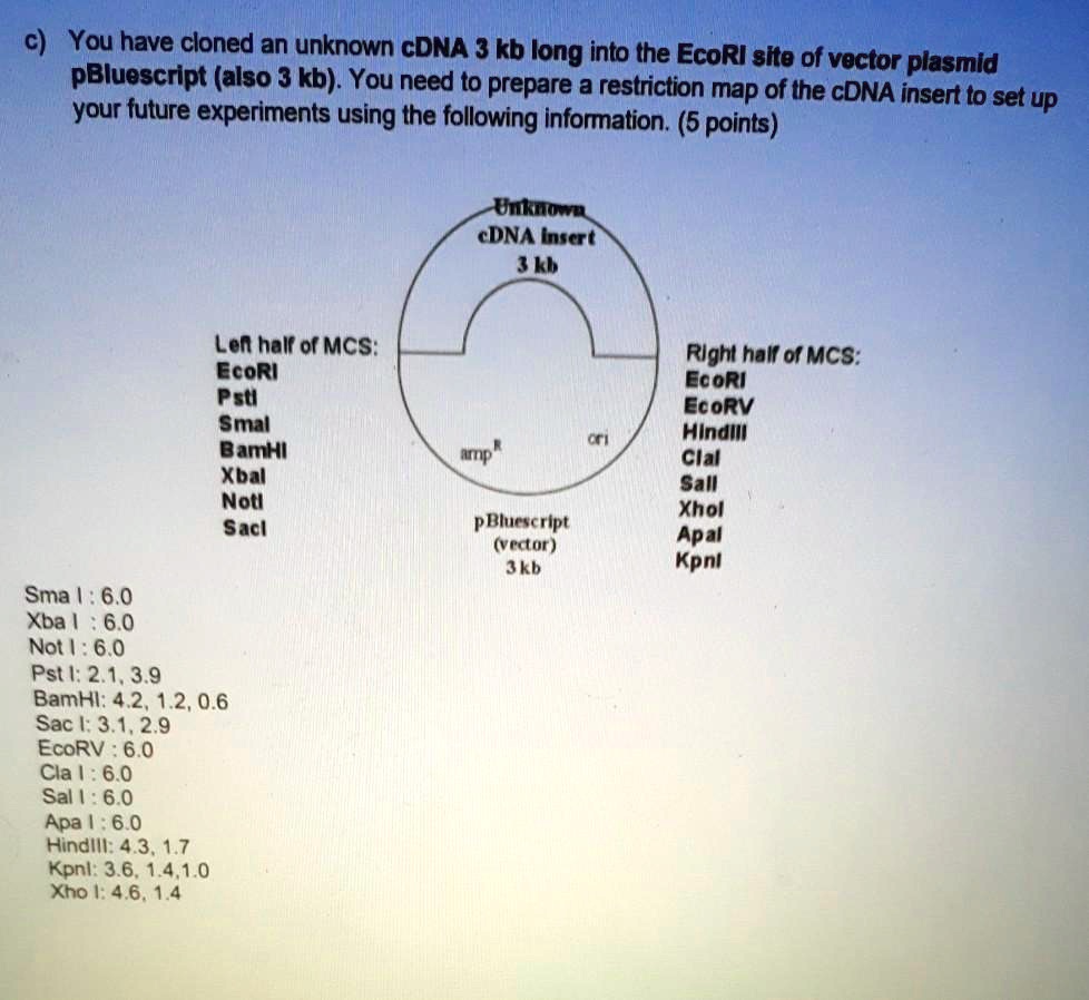 SOLVED: You have cloned an unknown cDNA 3 kb long into the EcoRI site ...