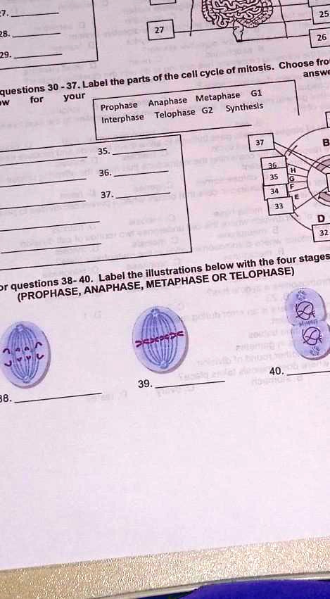SOLVED: For questions 38-40, label the illustrations below with the ...