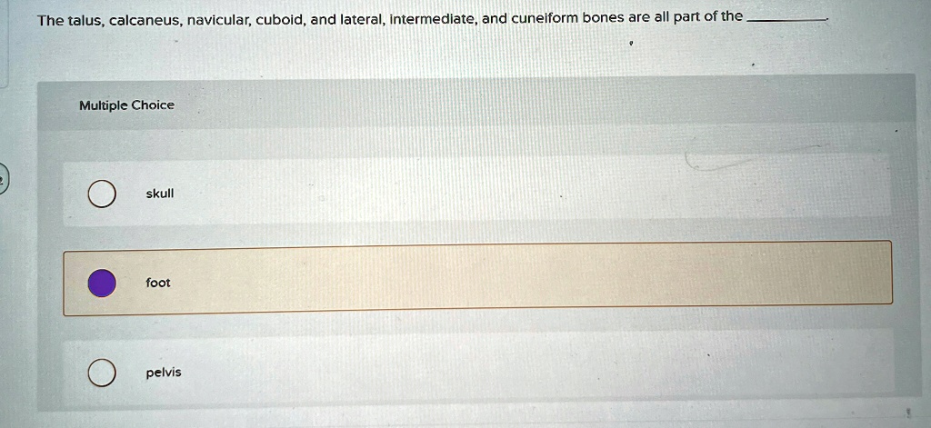 the talus calcaneus navicular cuboid and lateral intermediate and ...