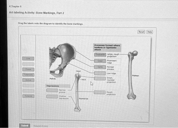 chapter6 art labeling activitybone markingspart2 drag the labels onto ... chapter6 art labeling activitybone markingspart2 drag the labels onto ...