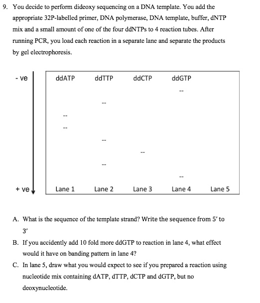 SOLVED: You decide to perform dideoxy sequencing on a DNA template. You add the appropriate 32P ...