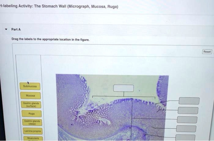 rt labeling activitythe stomach wallmicrographmucosa ruga part a drag ...