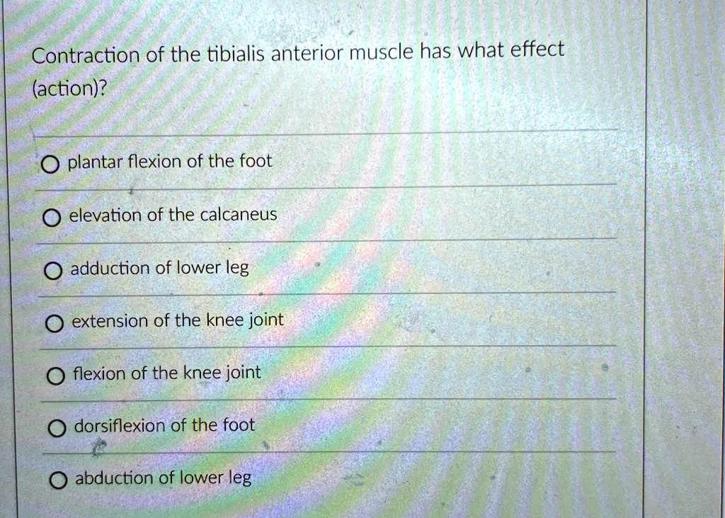 Contraction of the tibialis anterior muscle has what effect (action)? O ...
