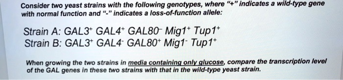 SOLVED: Consider two yeast strains with the following genotypes, where ...
