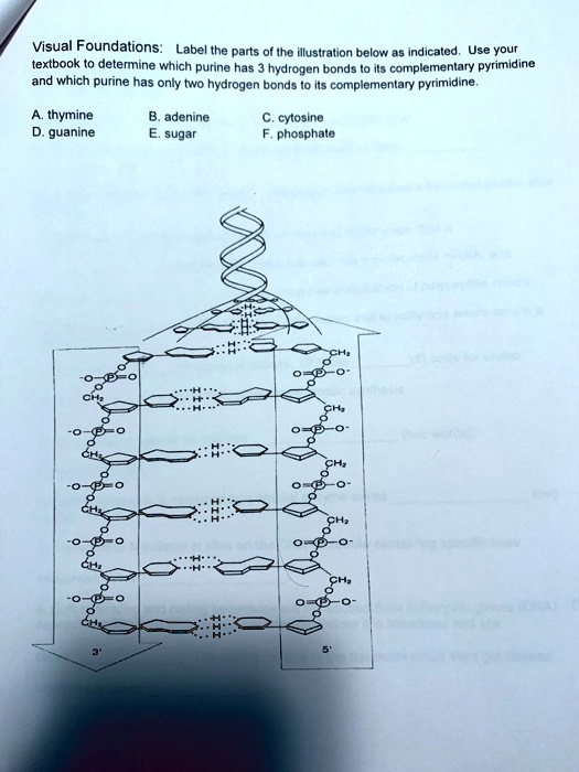 SOLVED: Visual Foundations Label the parts of the Illustration below as ...