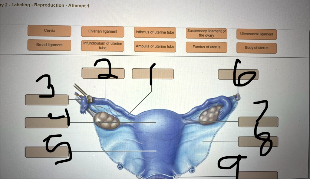 ty 2 - Labeling - Reproduction - Attempt 1 Cervix Ovarian ligament ...