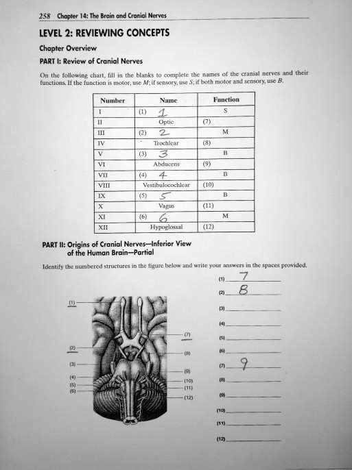 258 Chapter 14: The Brain and Cranial Nerves LEVEL 2: REVIEWING ...
