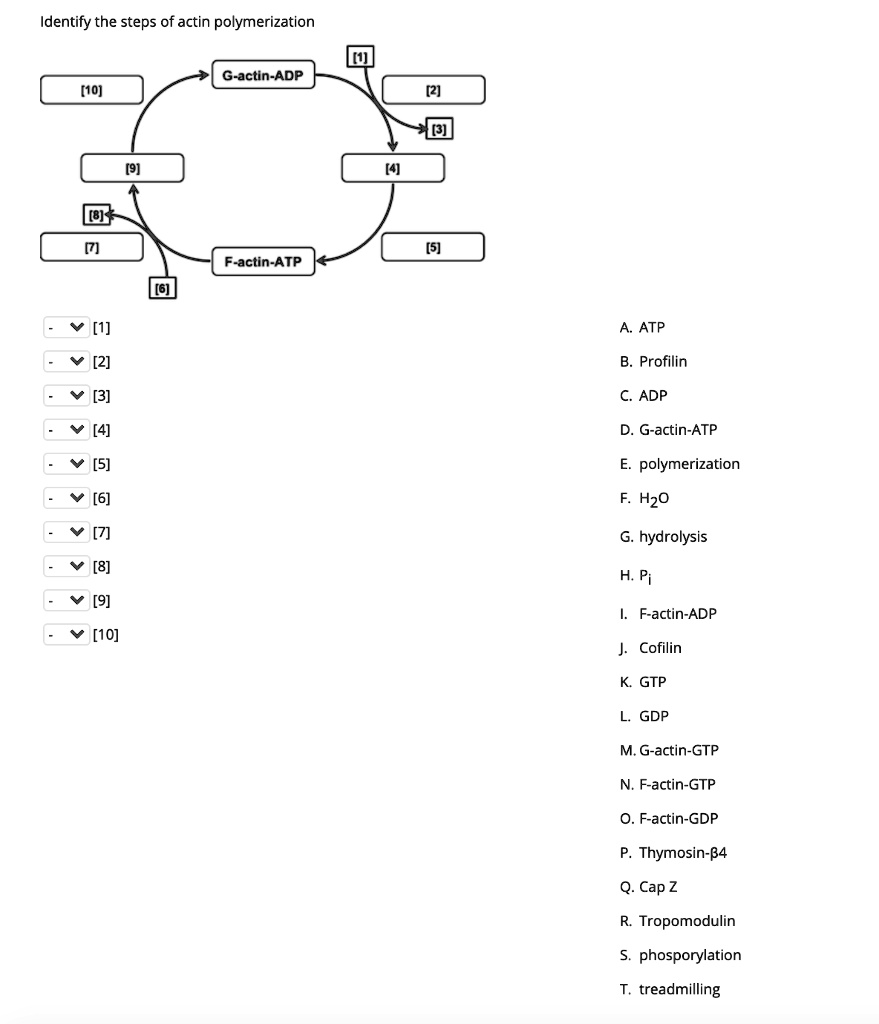 SOLVED: Identify the steps of actin polymerization G-actin-ADP [10] F ...