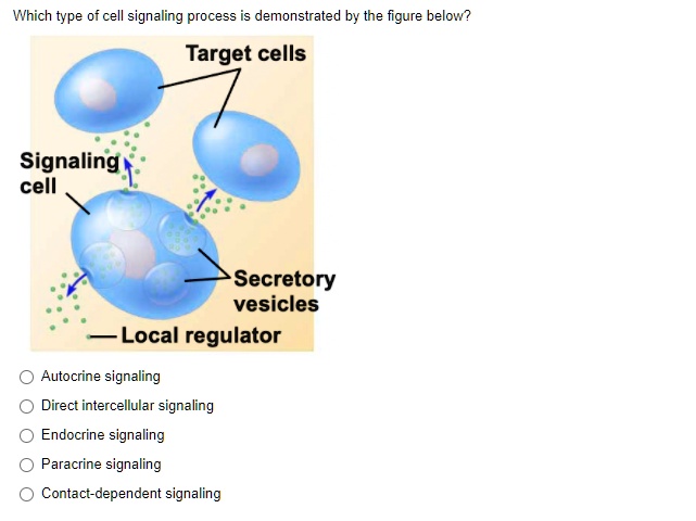 SOLVED: Which type of cell signaling process demonstrated by the figure ... SOLVED: Which type of cell signaling process demonstrated by the figure ...
