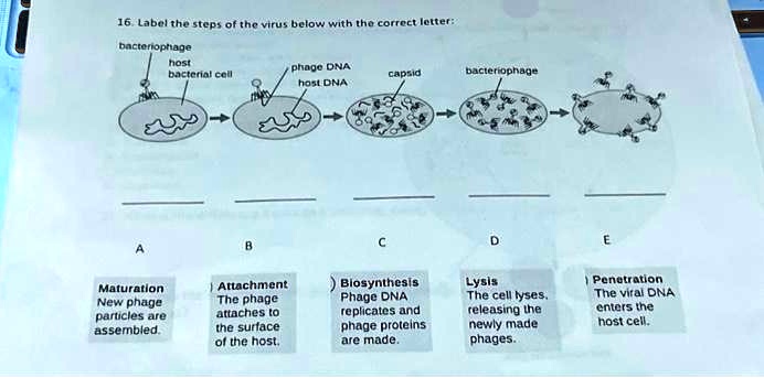 16. Label the steps of the virus below with the correct letter ...