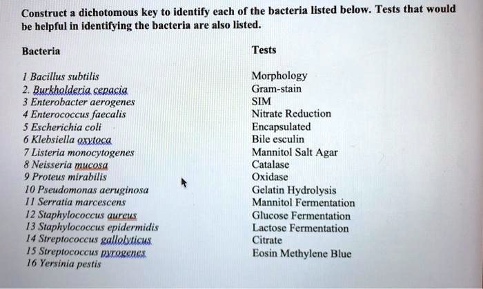 construct dichotomous key to identify each of the bacteria listed below ...