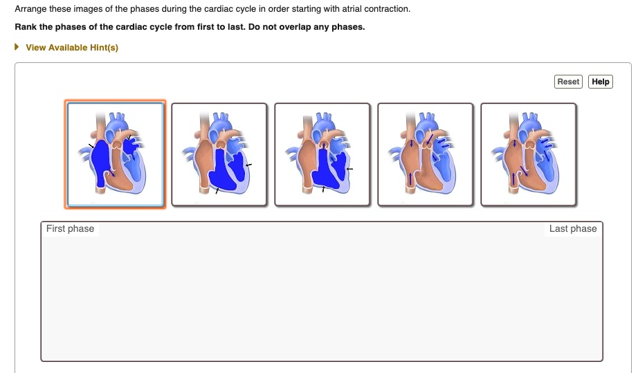 [GET ANSWER] arrange these images of the phases during the cardiac ...