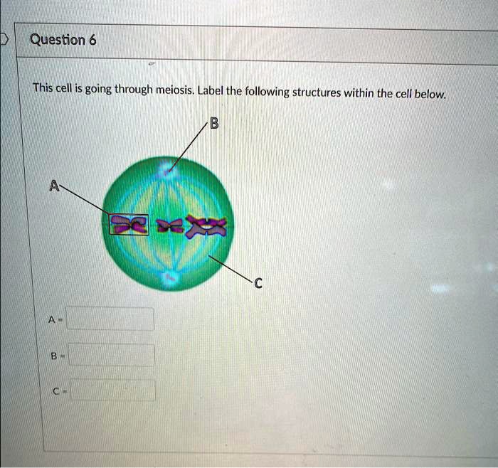 This cell is going through meiosis. Label the following structures within the cell below. A B C