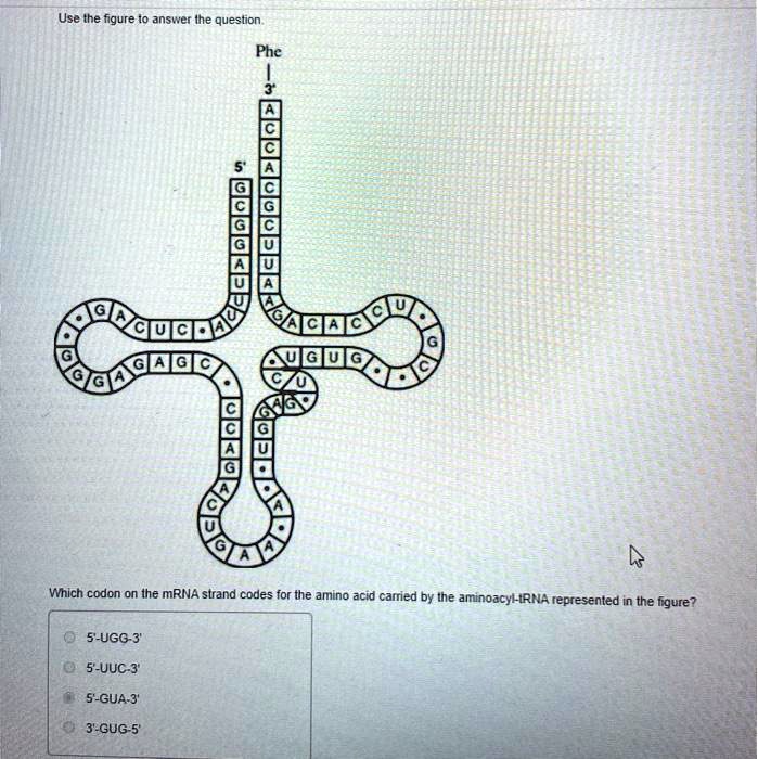SOLVED: Use the figure answer Ihe question Phe Which codon on the mRNA ...