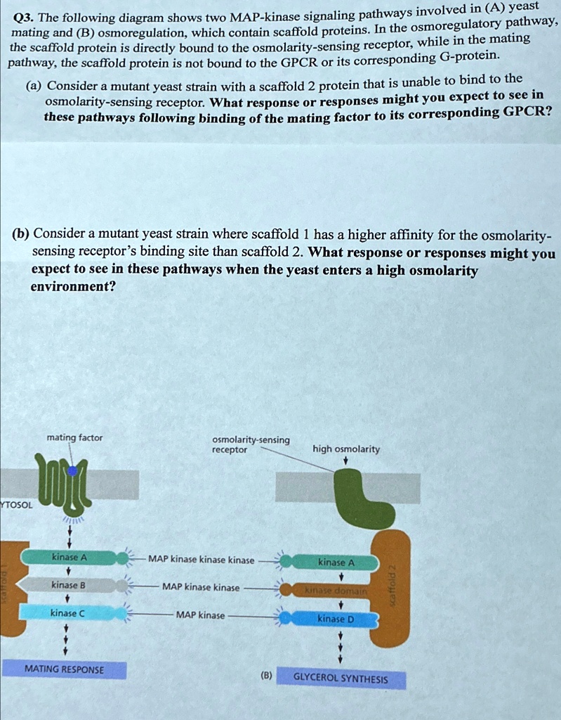 Q3. The following diagram shows two MAP-kinase signaling pathways involved in (A) yeast mating ...