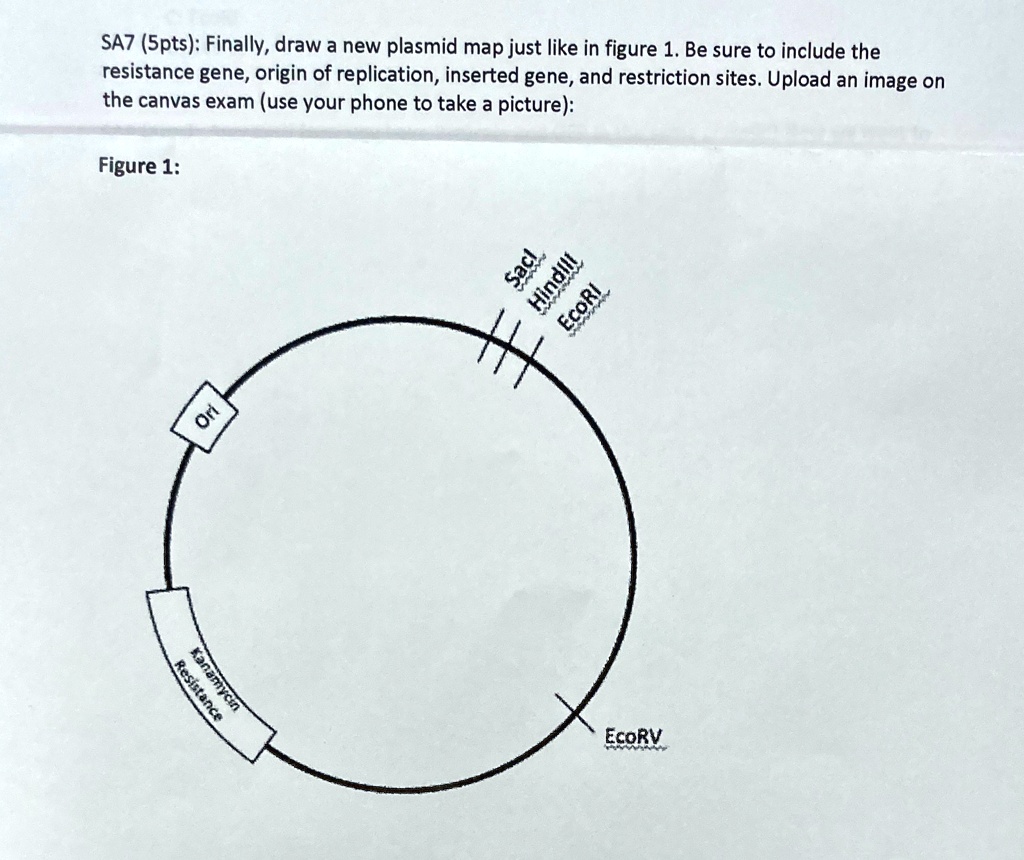 SOLVED: 'Question 13t, Draw a new plasmid map like figure 1 below SA7 ...
