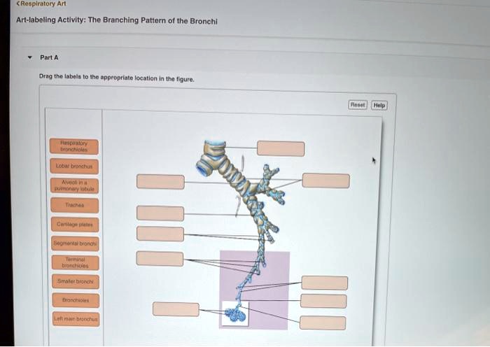 crospiratory art art labeling activitythe branching pattern of the ...