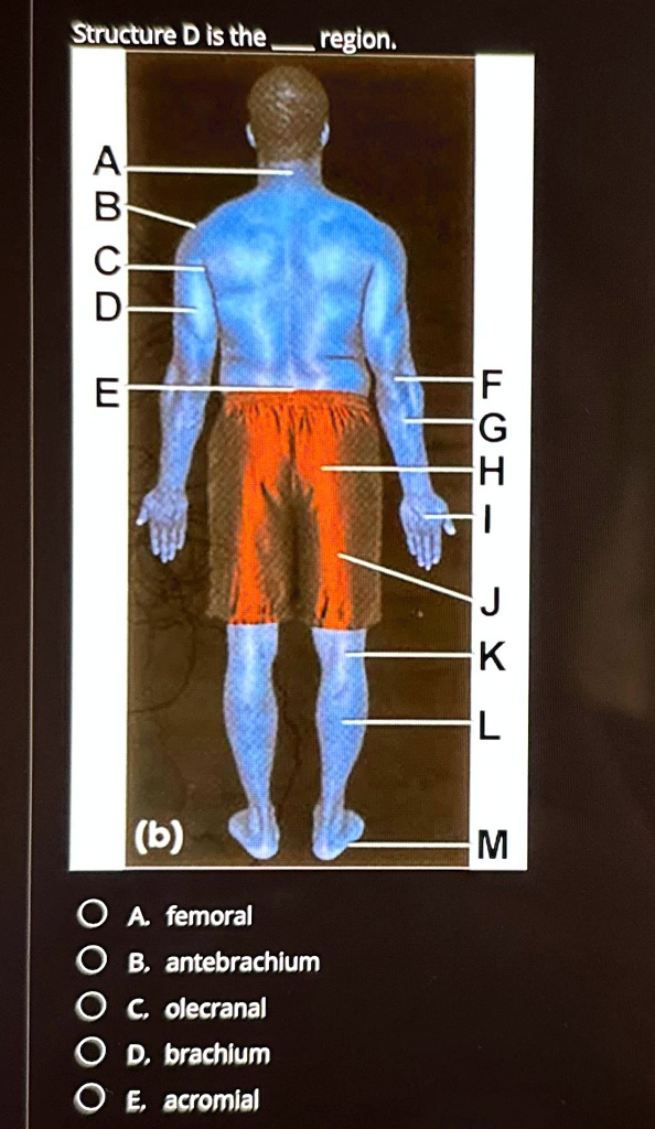 SOLVED: A. femoral B. antebrachium C. olecranal D. brachium E. acromial ...