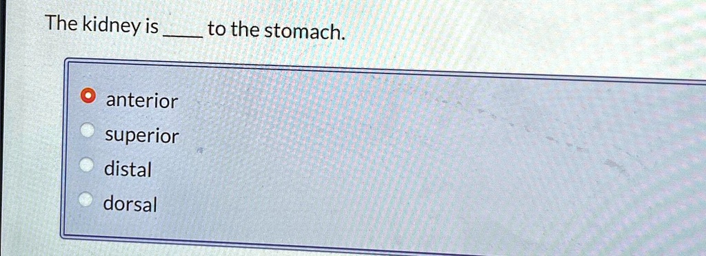 The kidney is to the...