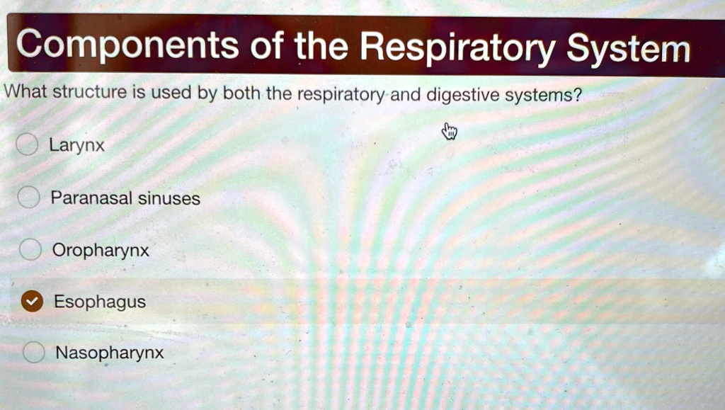 Components of the Respiratory System What structure is used by both the ...