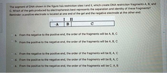 SOLVED: Which create DNA restriction fragments B, and The segment of ...
