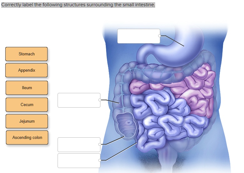 SOLVED: Correctly label the following structures surrounding the small ... SOLVED: Correctly label the following structures surrounding the small ...