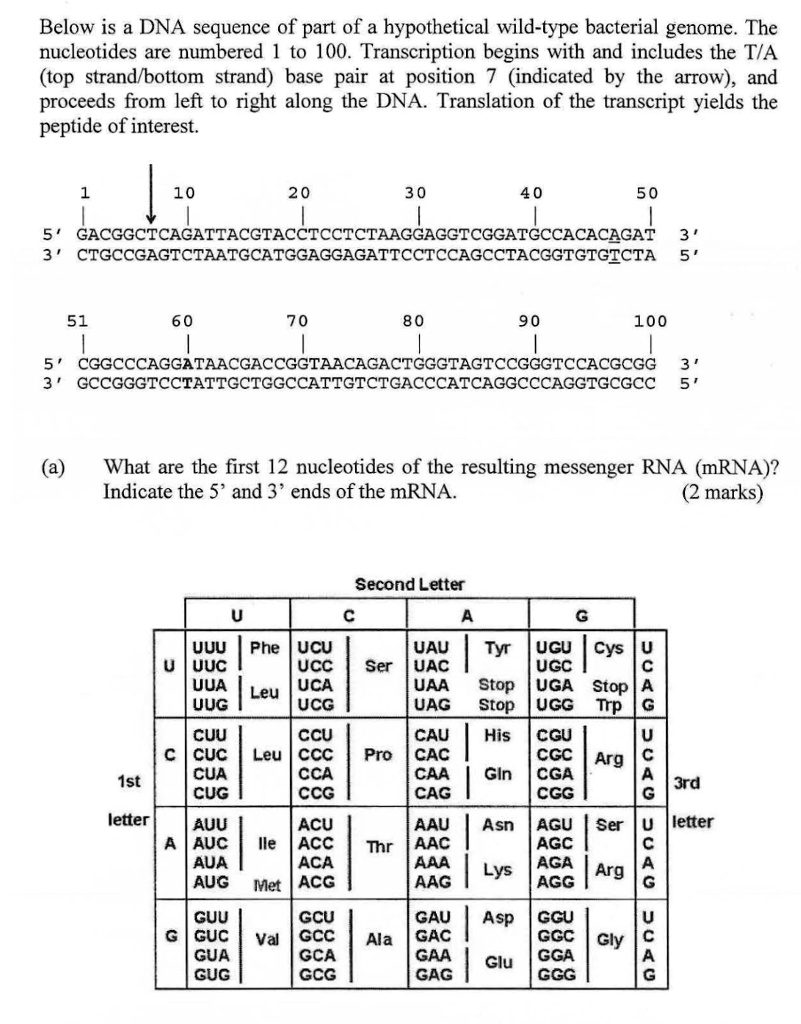 SOLVED: Below is a DNA sequence of part of a hypothetical wild-type ...