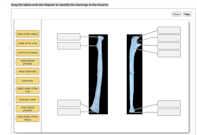 SOLVED: Drag the labels onto the diagram to identify the markings of ...