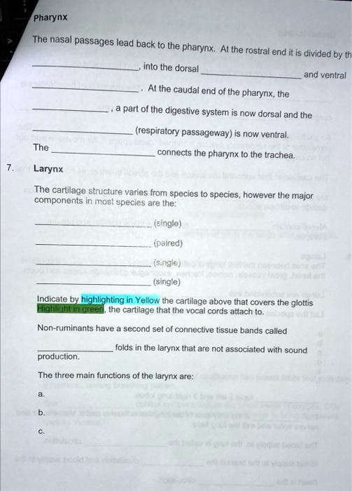Pharynx The nasal passages lead back to the pharynx. At the rostral end ...