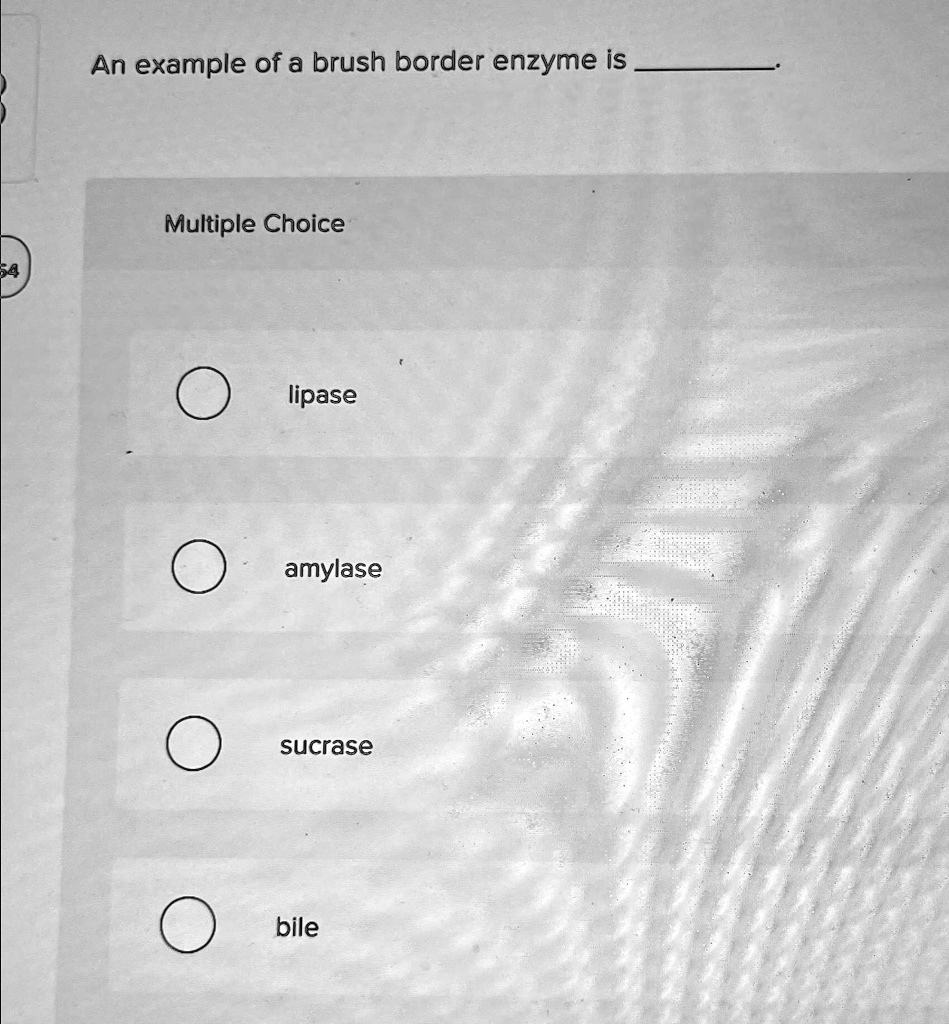 SOLVED: An example of a brush border enzyme is Multiple Choice lipase ...