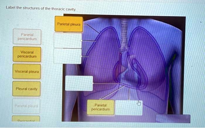 SOLVED: Texts: Label the structures of the thoracic cavity 1. Parietal ...