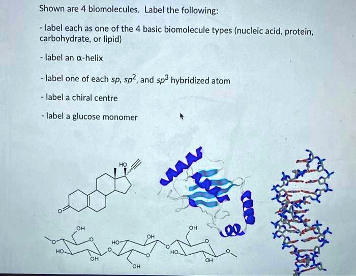 Shown are 4 biomolecules. Label the following: - label each as one of ...