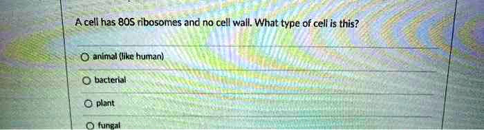SOLVED: Acell has 80S ribosomes and no cell wall; What type of cell is ...