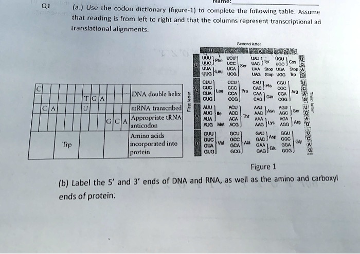 a use the codon dictionary figure 1 to complete the following table assume that reading is from ...