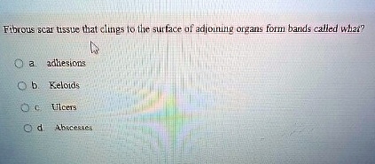 Fibrous scar tissue that clings to the surface of adjoining organs form ...