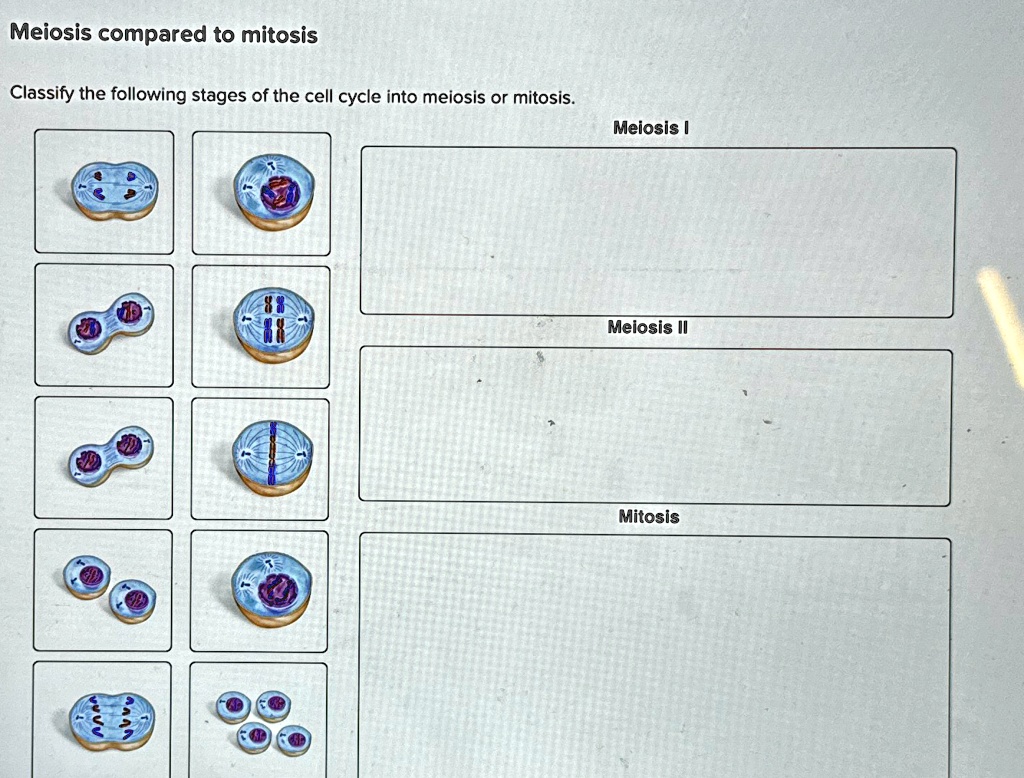 Meiosis compared to mitosis Classify the following stages of the cell ...