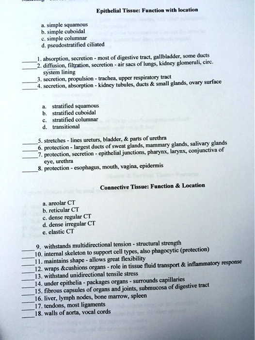 SOLVED: Epithelial Tissue: Function with Location a. simple squamous b ... SOLVED: Epithelial Tissue: Function with Location a. simple squamous b ...