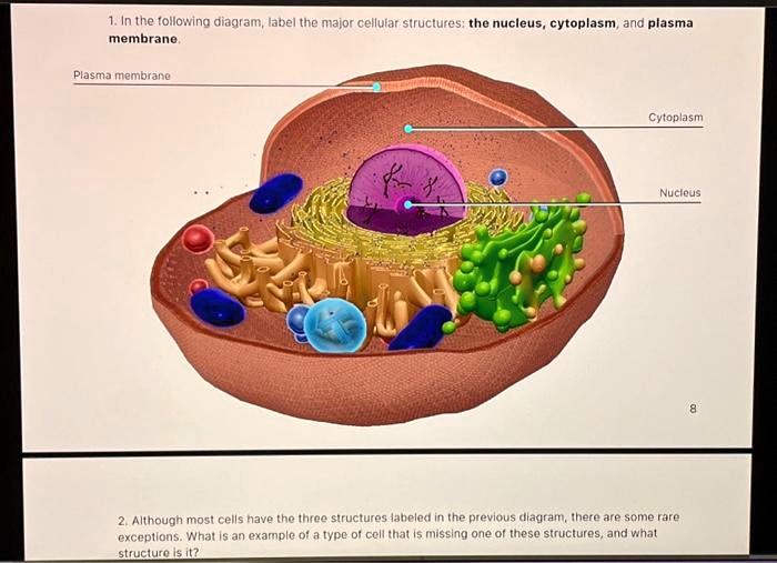 SOLVED: Texts: 1. In the following diagram, label the major cellular ...