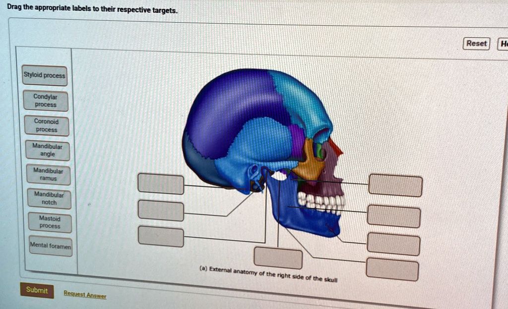Drag the appropriate labels to their respective targets. Styloid ...