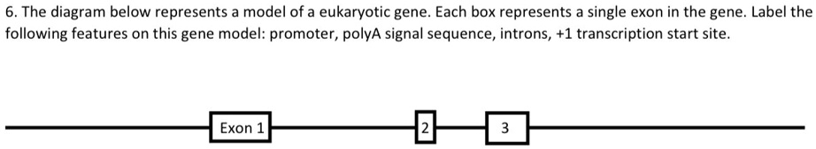 6. The diagram below represents a model of a eukaryotic gene. Each box ...