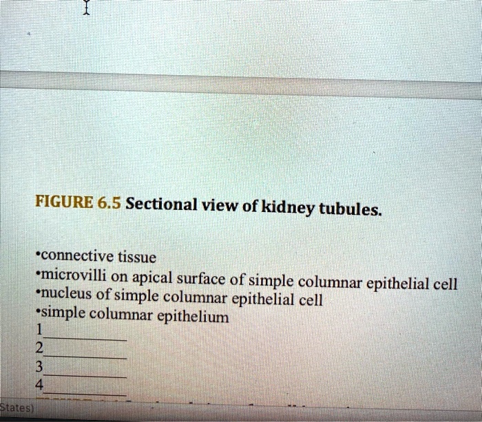 SOLVED: FIGURE 6.5 Sectional view of kidney tubules connective tissue "microvilli on apical ...