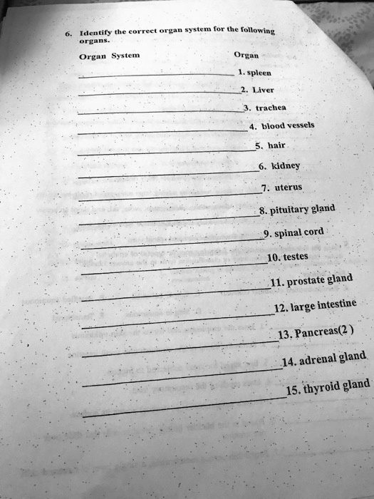Identify the correct organs. Organ System Organ 1. spleen 2. Liver 3 ...