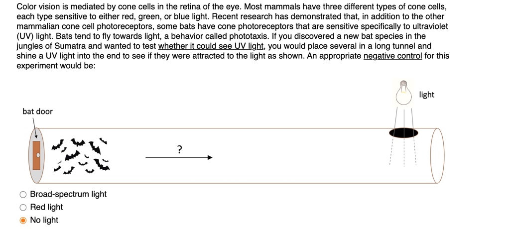 color vision is mediated by cone cells in the retina of the eye most ...