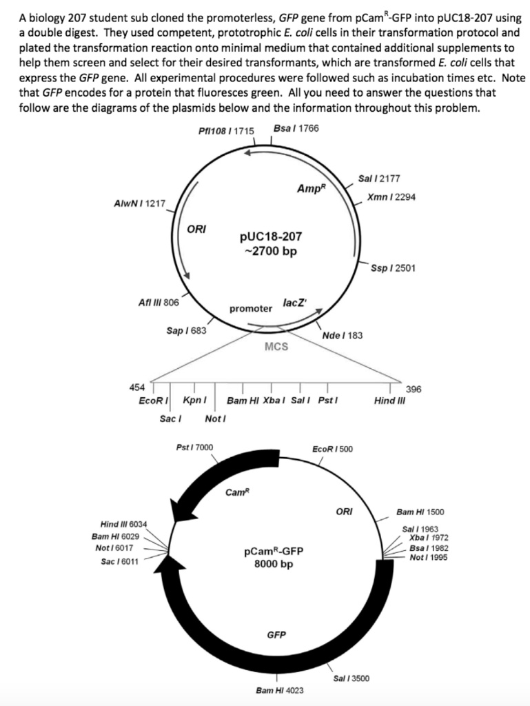 SOLVED: Biology 207 students subcloned the promoterless GFP gene from pCamR-GFP into pUC18-207 ...
