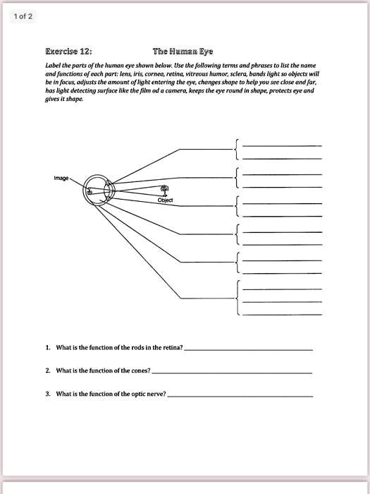 1 of 2 Exercise 12: The Human Eye Label the parts of the human eye ...