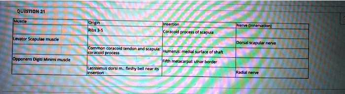 SOLVED: QUESTION 21: Muscle Origin: Ribs 3-5 Insertion: Coracoid ...