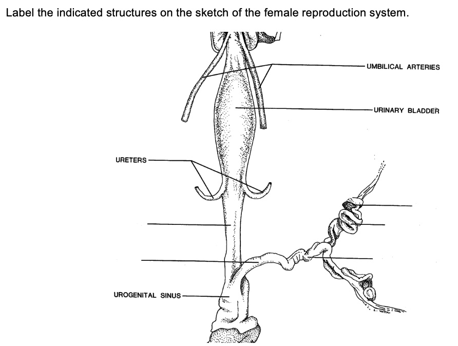 SOLVED: Label the indicated structures on the sketch of the female ... SOLVED: Label the indicated structures on the sketch of the female ...